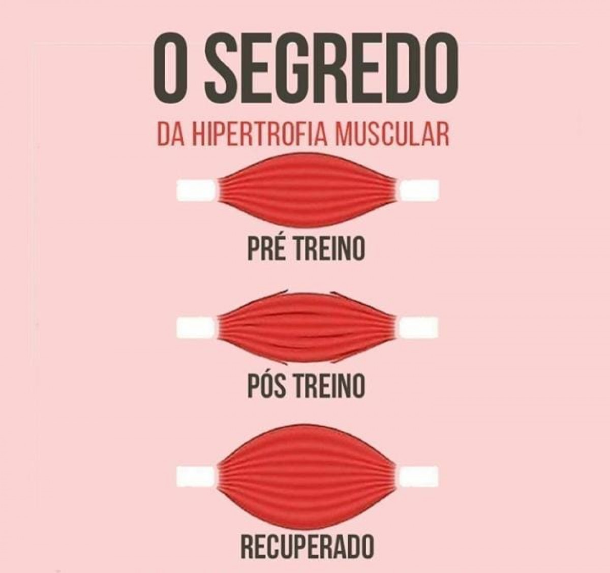 Iguatama Agora - Qual é o segredo da HIPERTROFIA muscular?